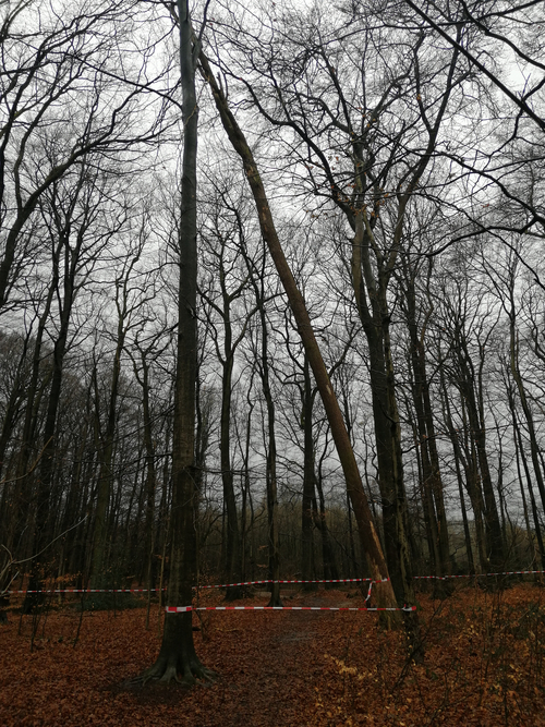 022/23 - TH 0 - Braum droht umzustürzen: Freiwillige Feuerwehr Leopoldshöhe